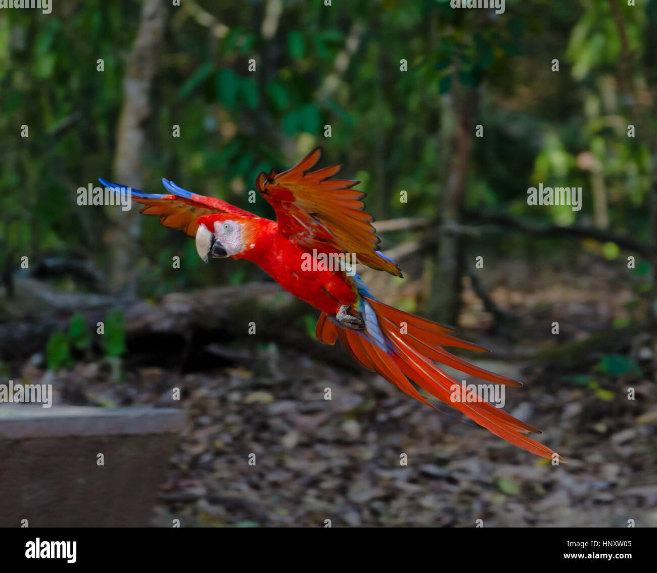 Scarlet macaw flying hi-res stock photography and images - Alamy