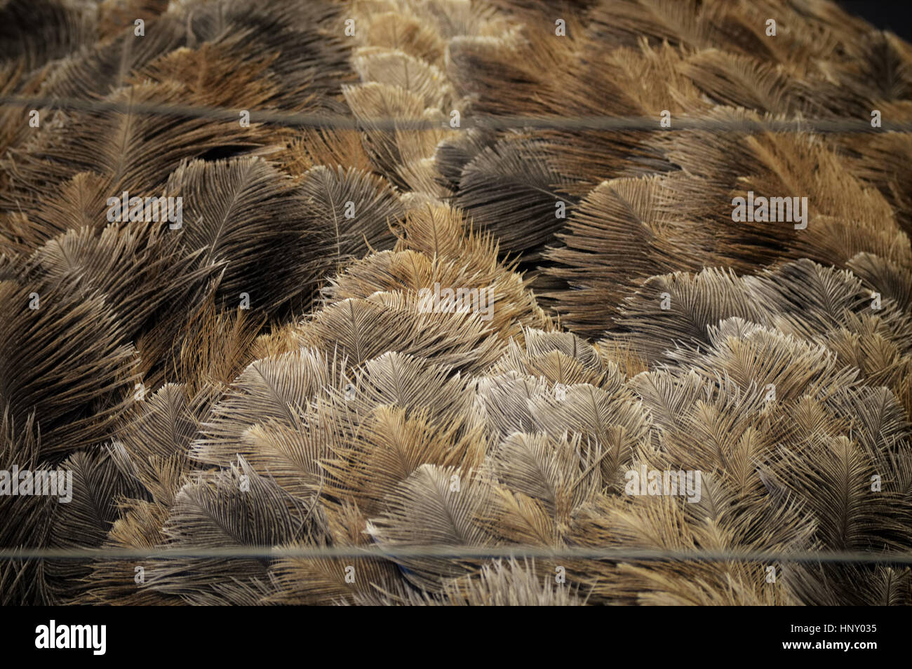 Close up of ostrich feathers Stock Photo - Alamy