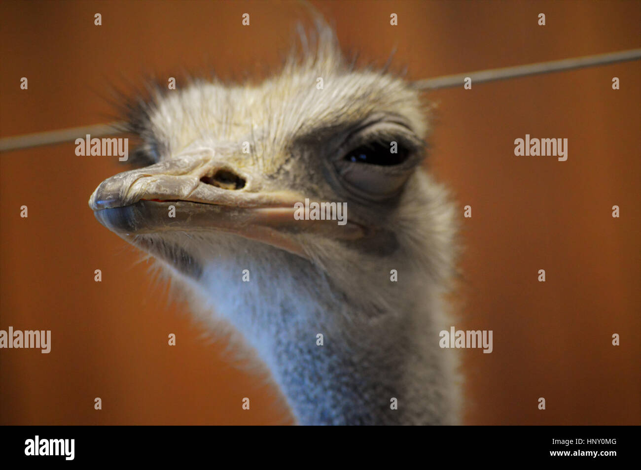 Close up of face of an ostrich Stock Photo - Alamy