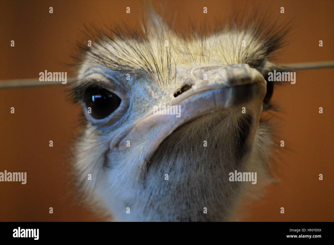 Face front profile hi-res stock photography and images - Alamy