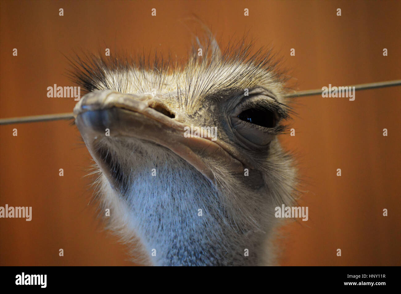 Close up of face of an ostrich Stock Photo - Alamy