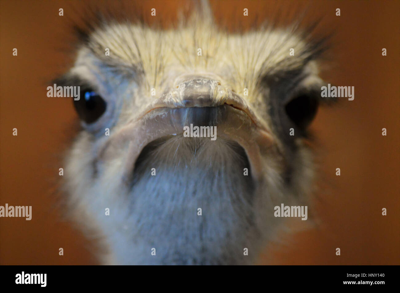Close up of face of an ostrich Stock Photo - Alamy