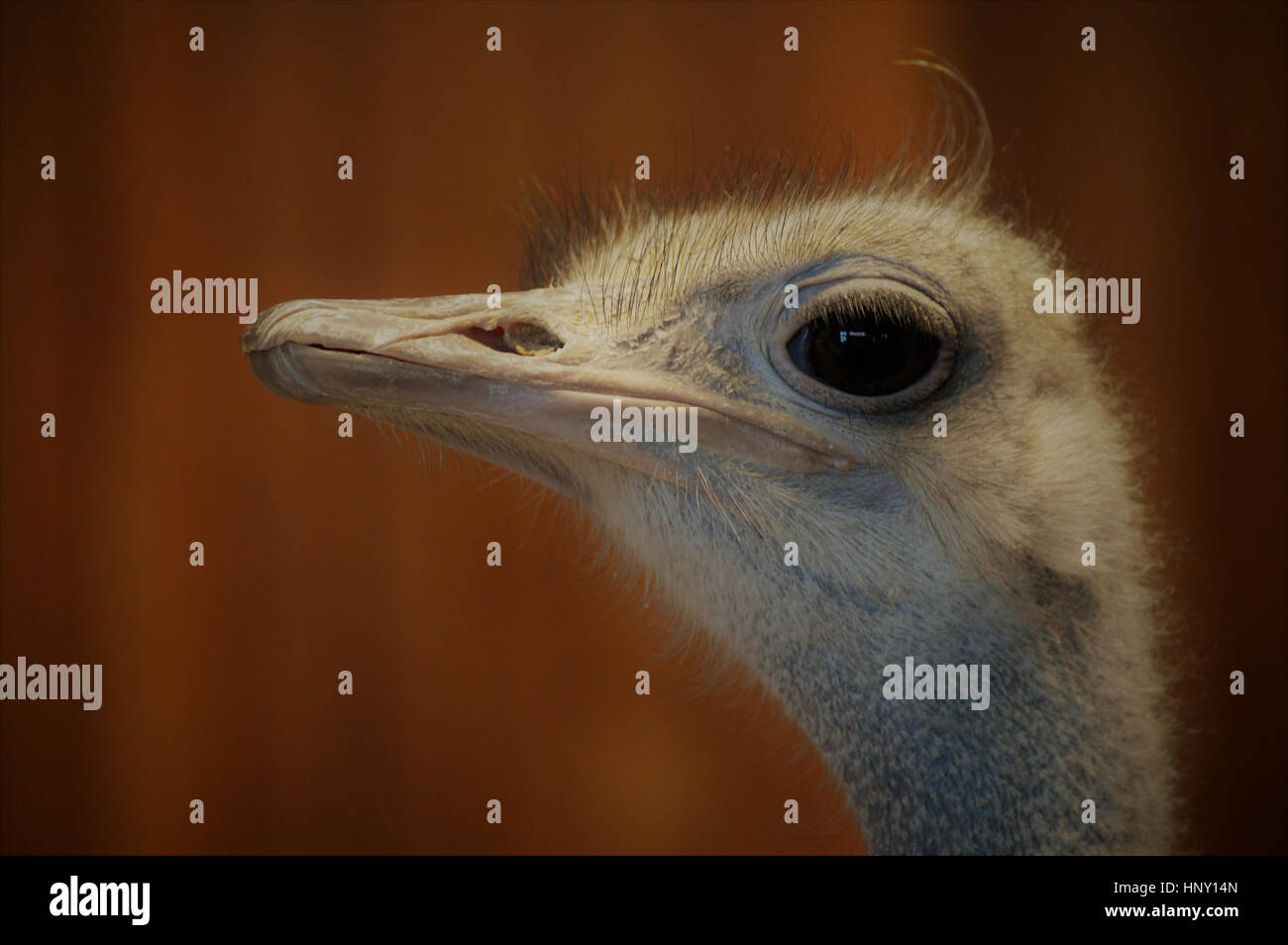 Close up of face of an ostrich Stock Photo - Alamy