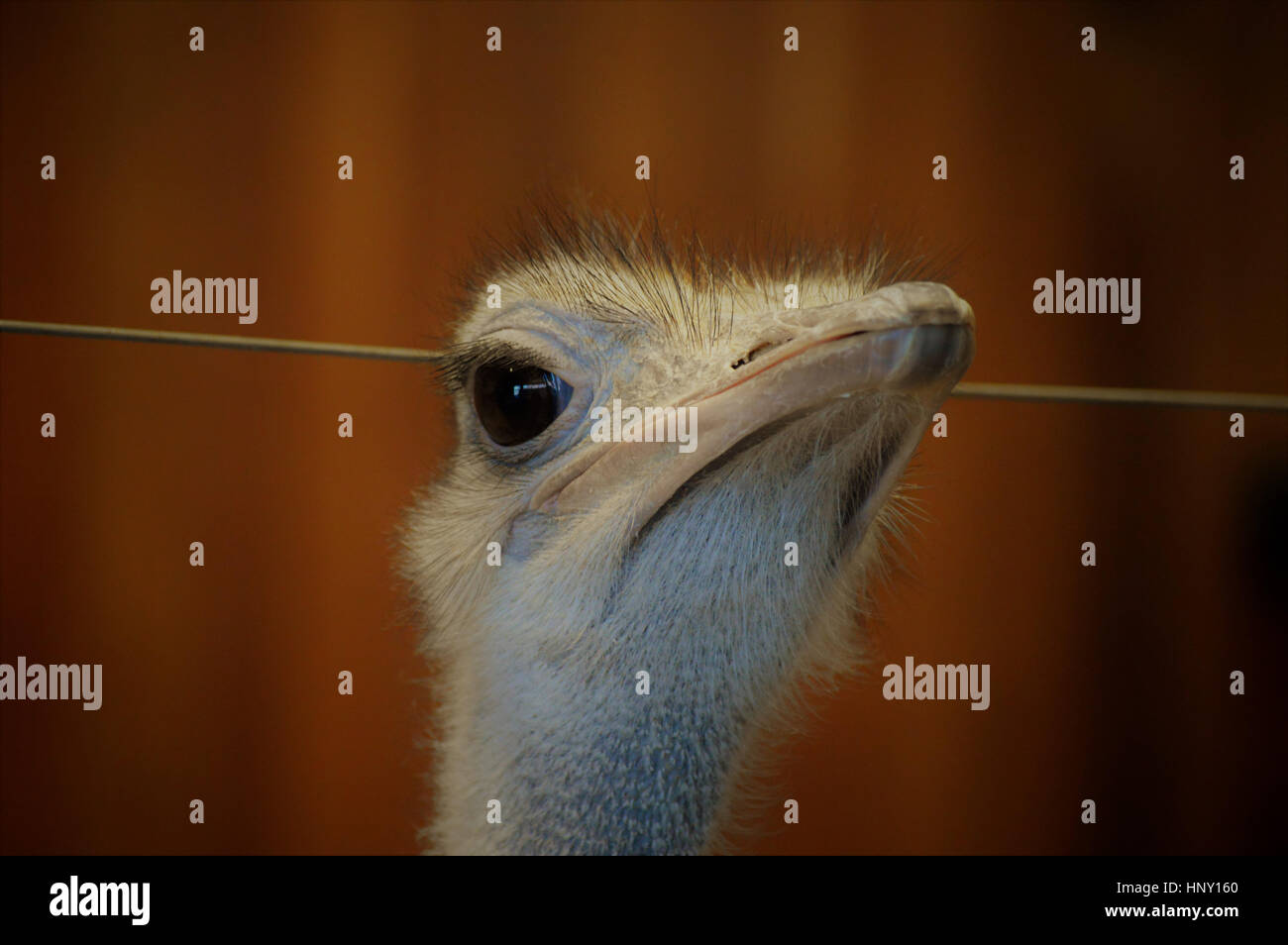 Close up of face of an ostrich Stock Photo - Alamy