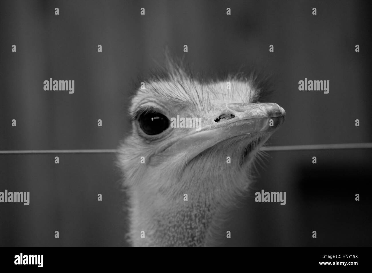 Front face close Black and White Stock Photos & Images - Alamy