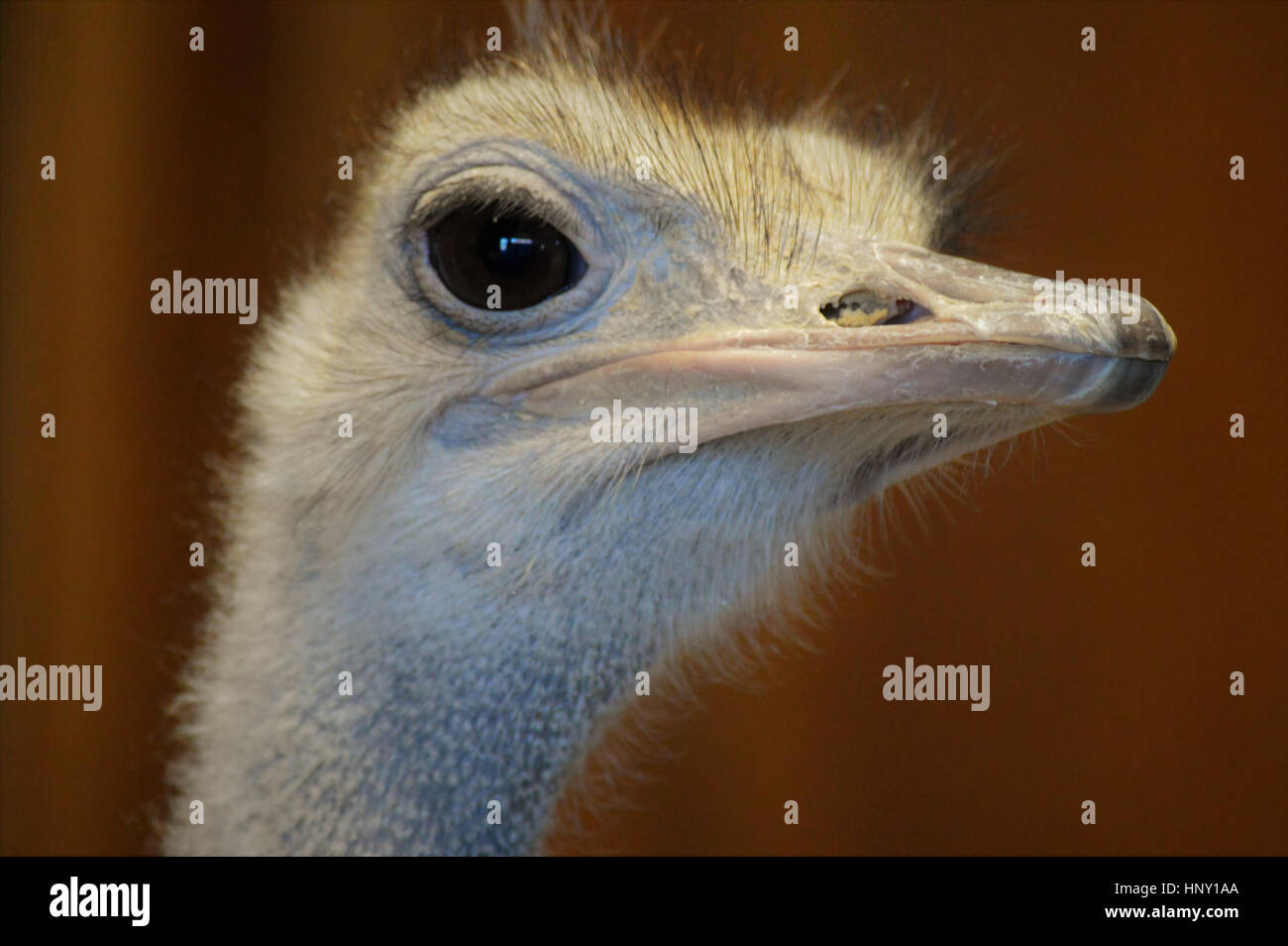 Close up face ostrich hi-res stock photography and images - Alamy