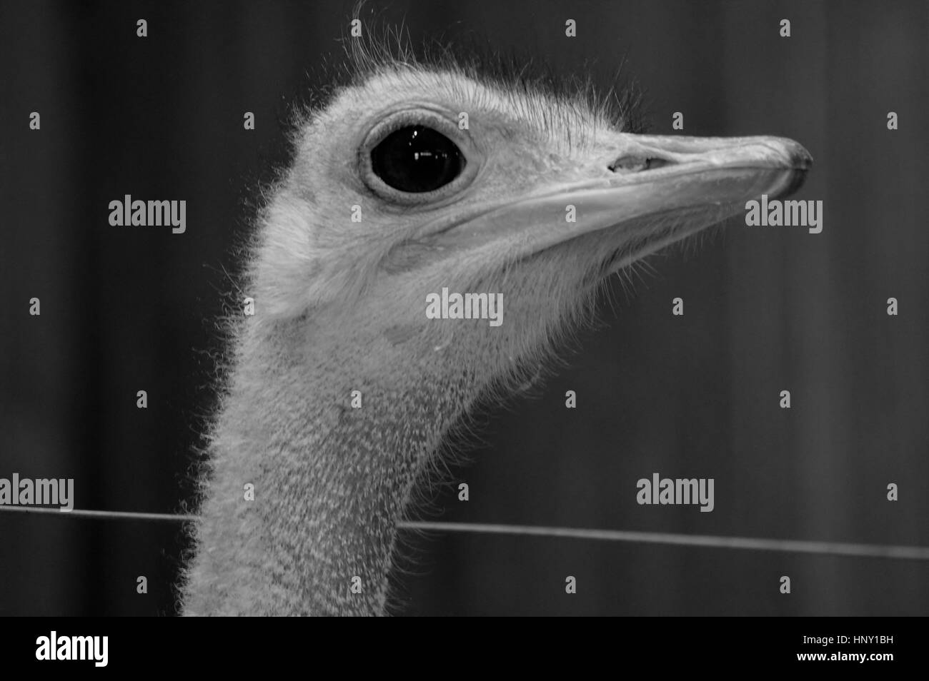 Close up of face of an ostrich Stock Photo - Alamy