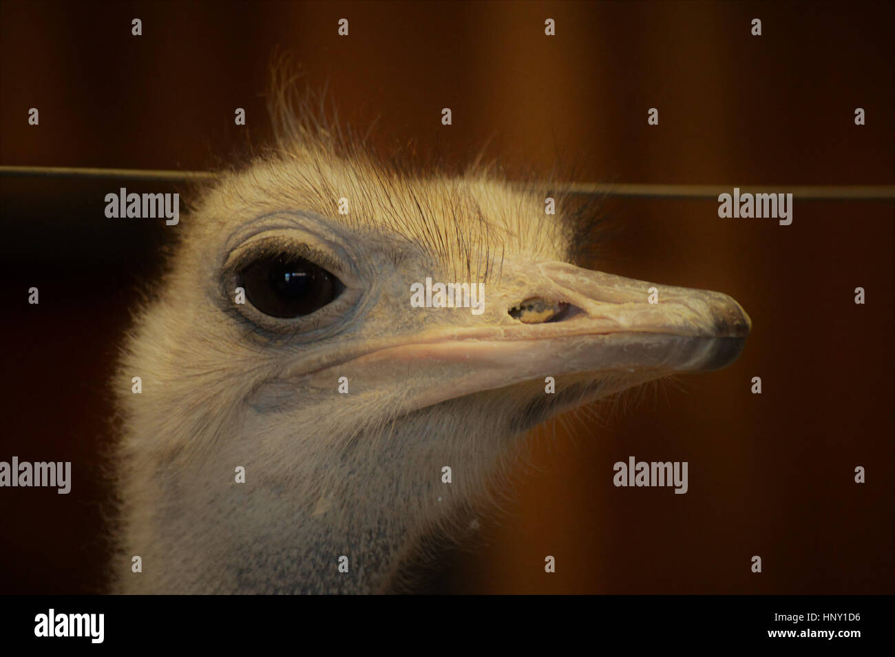 Close up of face of an ostrich Stock Photo - Alamy