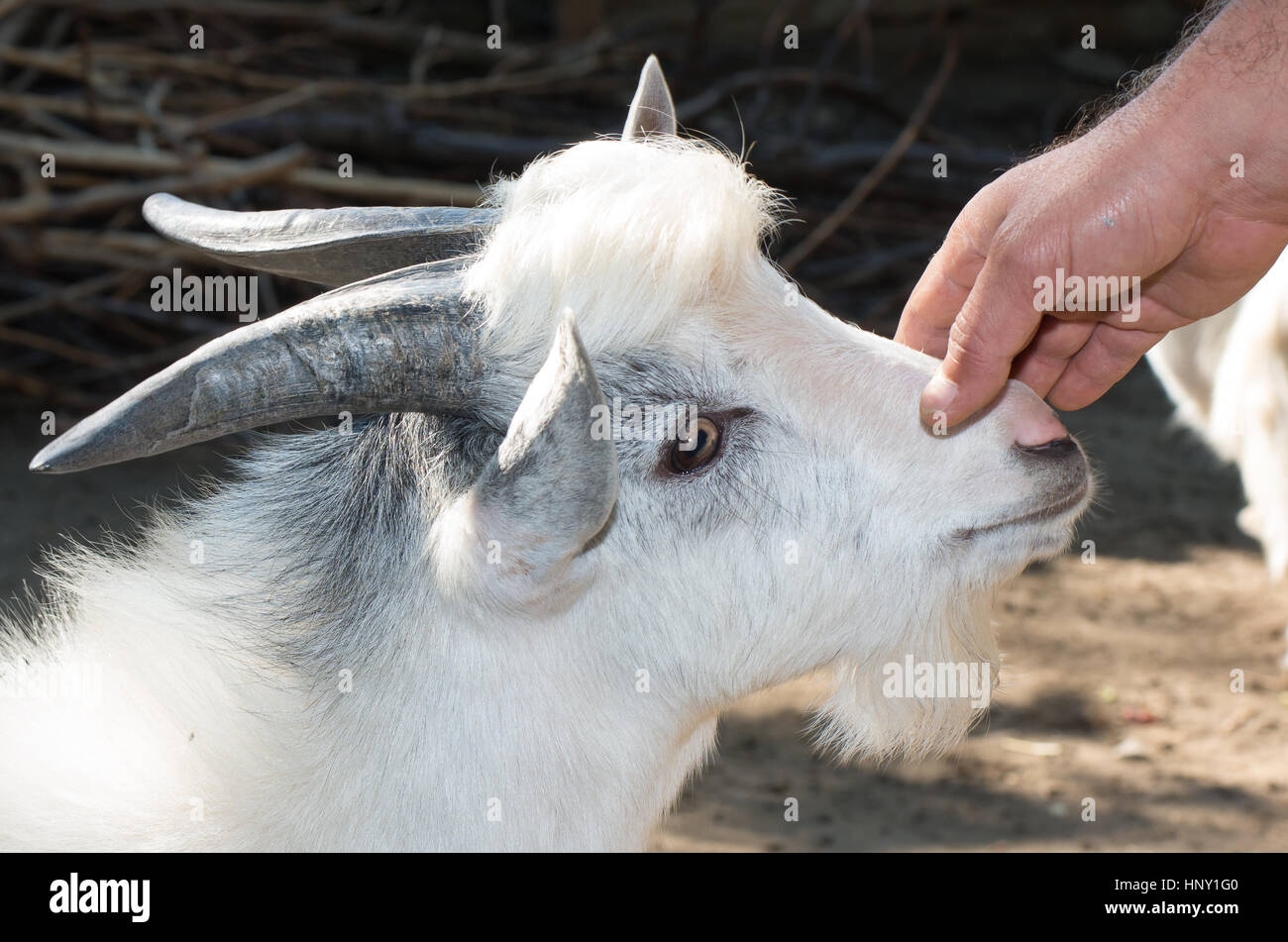 Farmer hand that stroked the goat. Close up portrait of a goat Stock ...