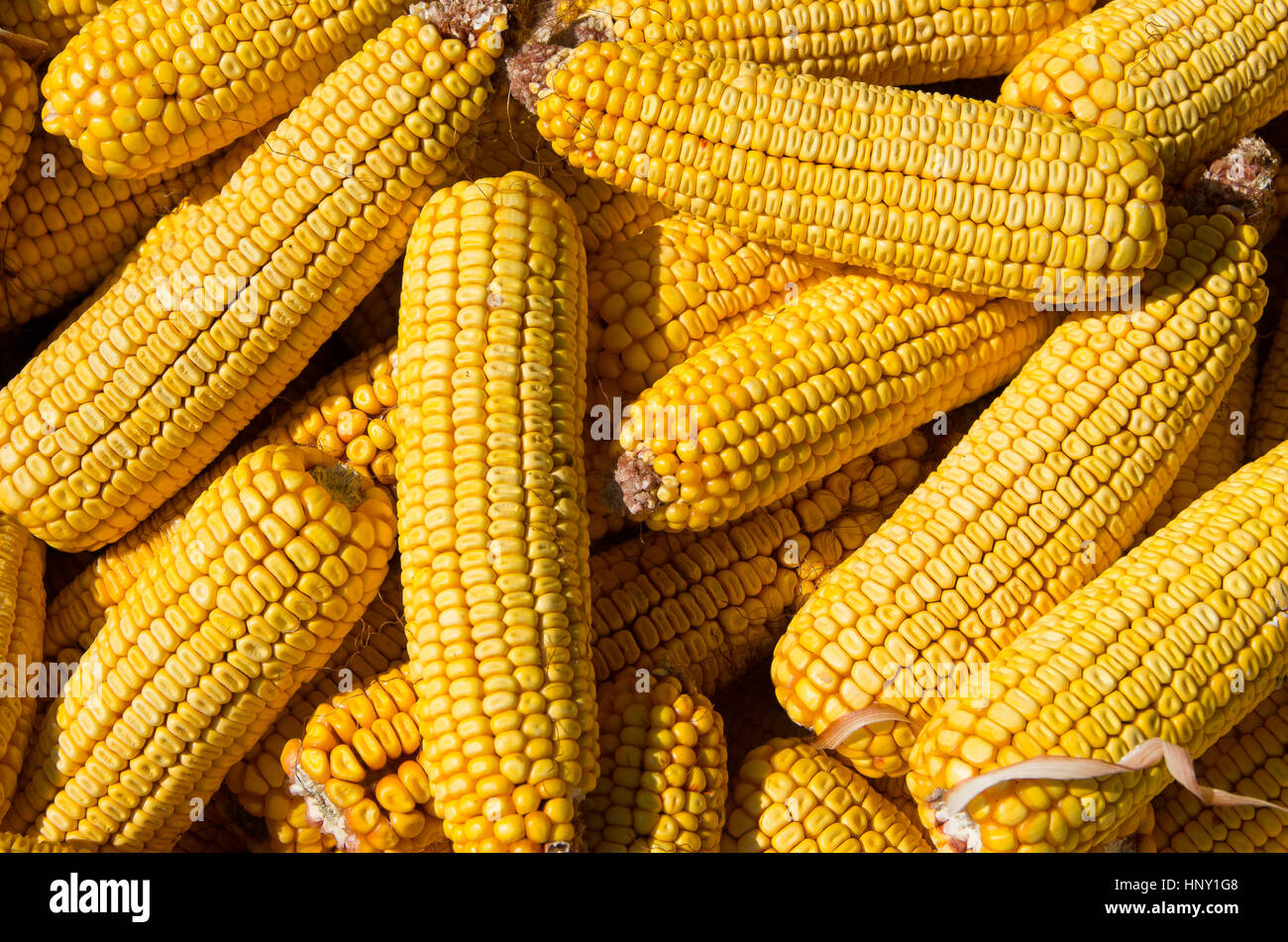 Mealies High Resolution Stock Photography and Images - Alamy
