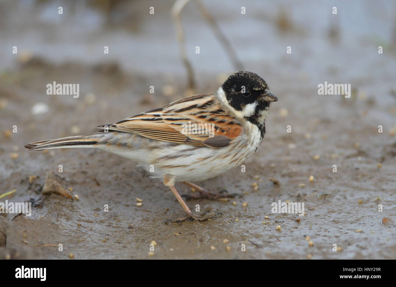 Adult male reed bunting hi-res stock photography and images - Alamy