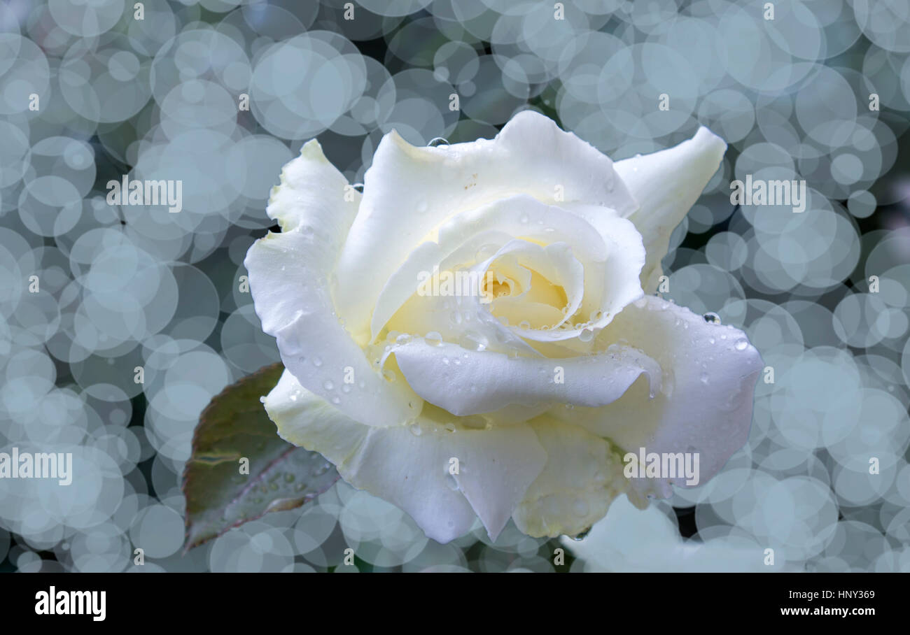 White rose with drops hi-res stock photography and images - Alamy