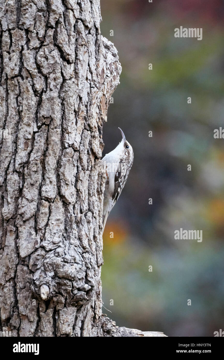Family tree creeper hi-res stock photography and images - Alamy