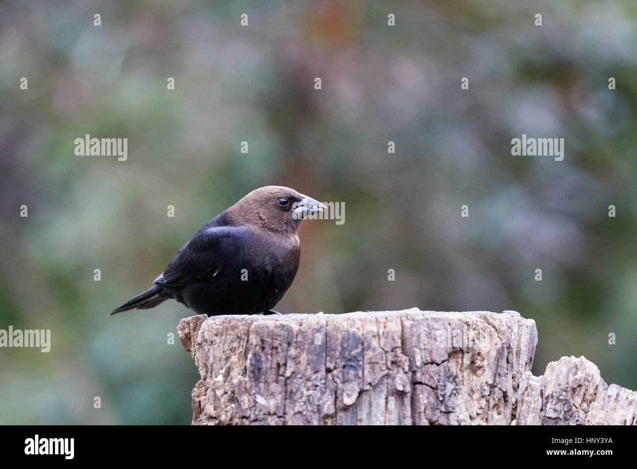Brown headed cowbird cow hi-res stock photography and images - Alamy
