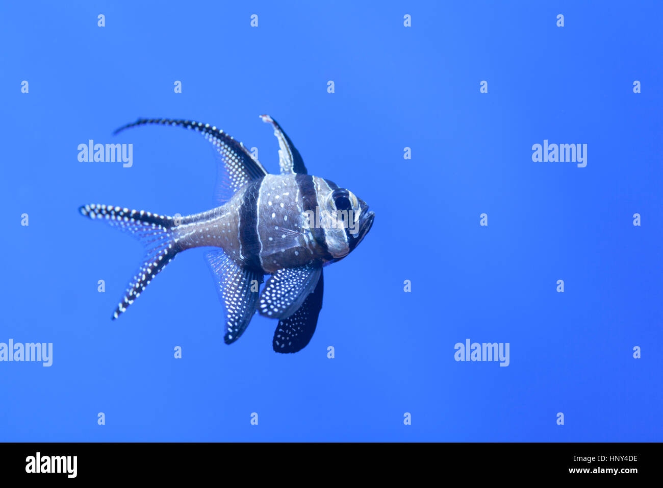 Wildlife: Banggai cardinal fish (Pterapogon kauderni Stock Photo - Alamy