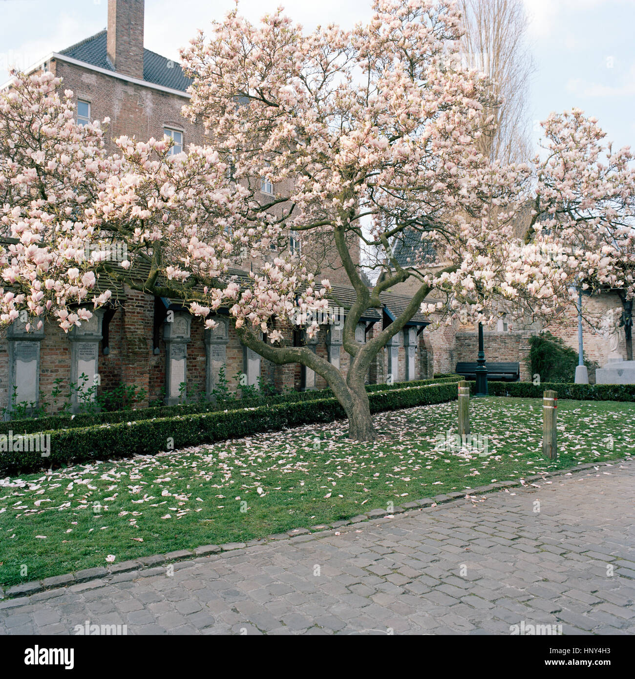 Beautiful tree in bloom in Bruges Stock Photo - Alamy