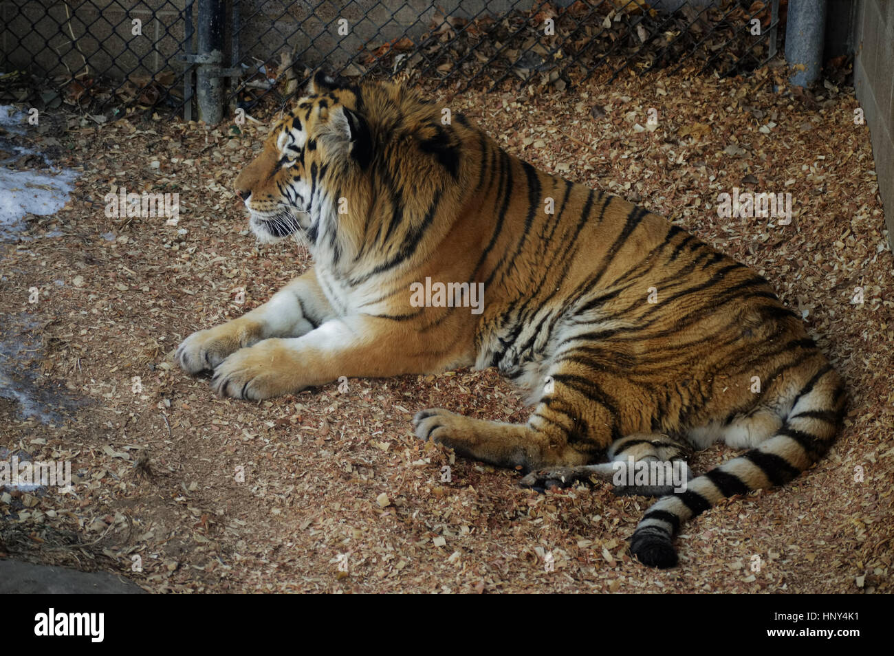 Tiger laying in the leaves Stock Photo - Alamy