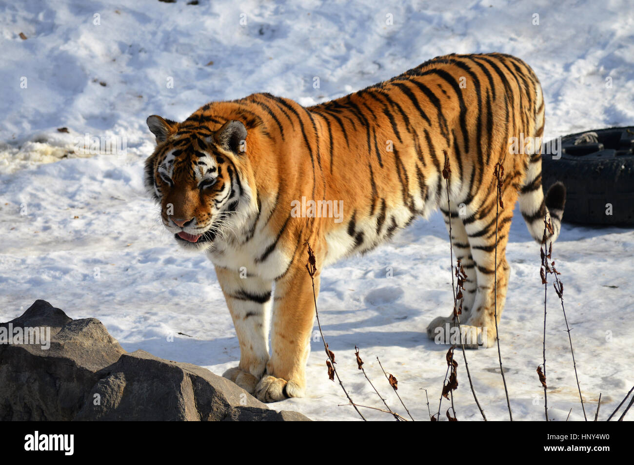 Tiger in the snow Stock Photo - Alamy