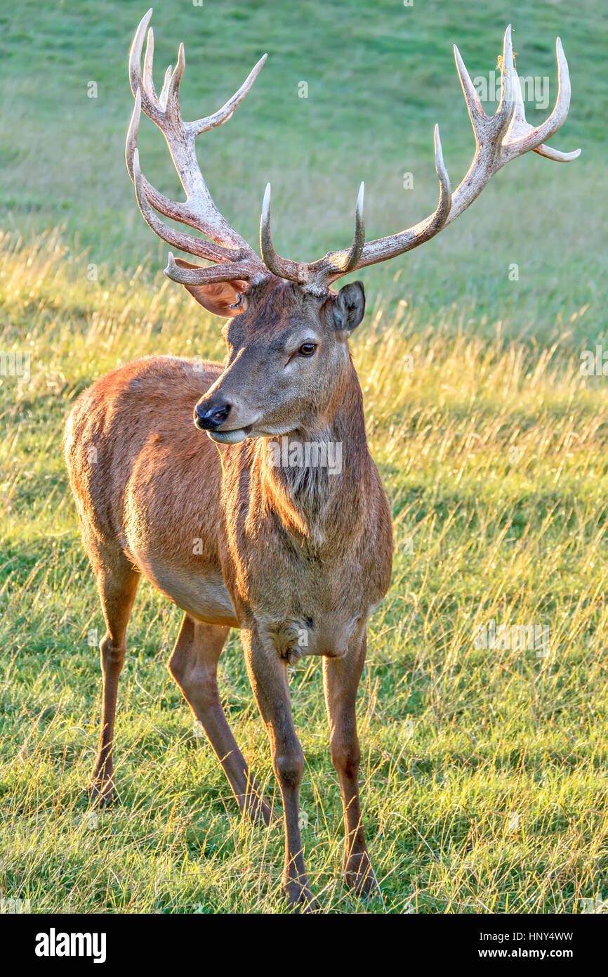 Red Deer Stag (Cervus elephus) UK Stock Photo - Alamy