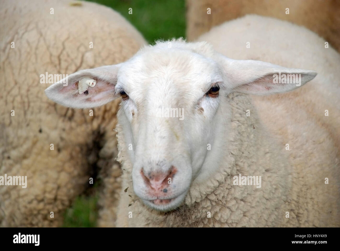 Schaf - sheep Stock Photo - Alamy