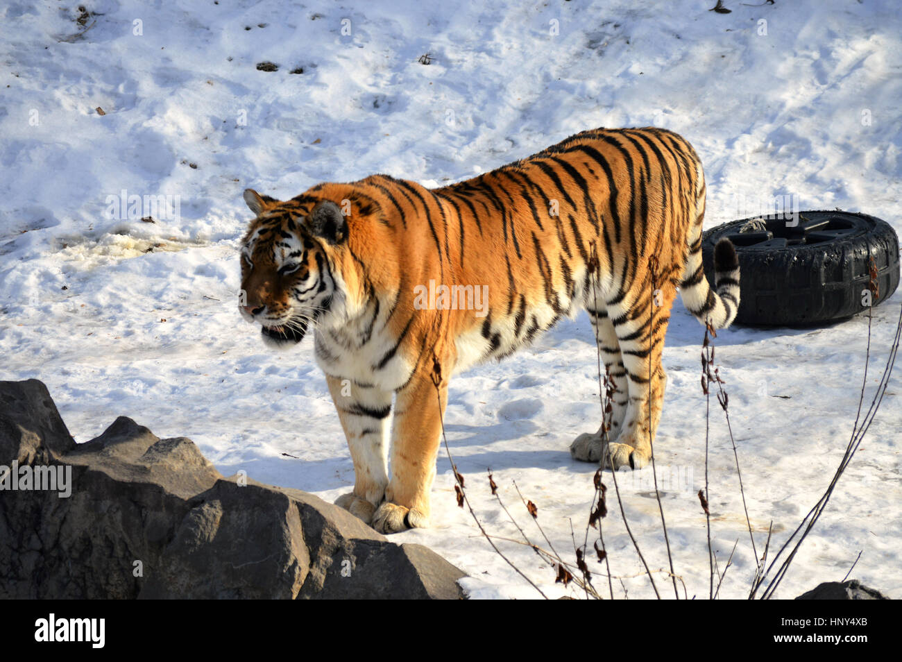 Tiger wild snow hi-res stock photography and images - Alamy
