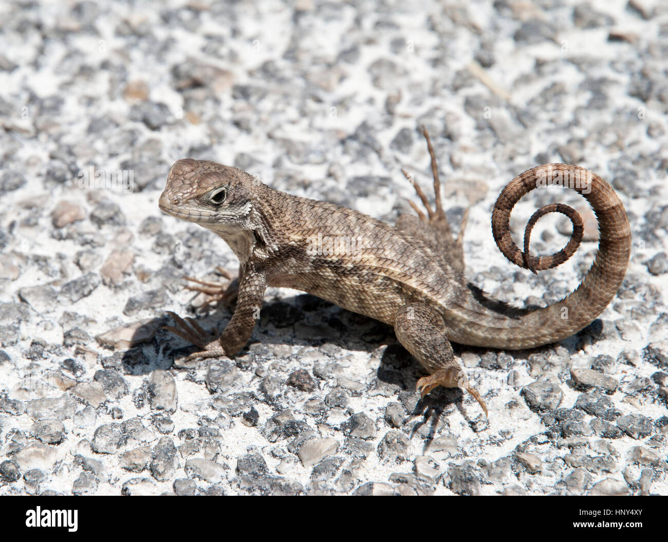 Bahamas wildlife lizard hi-res stock photography and images - Alamy