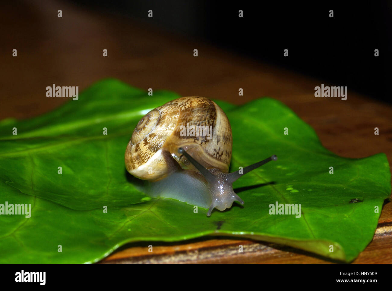 The little snail Stock Photo - Alamy