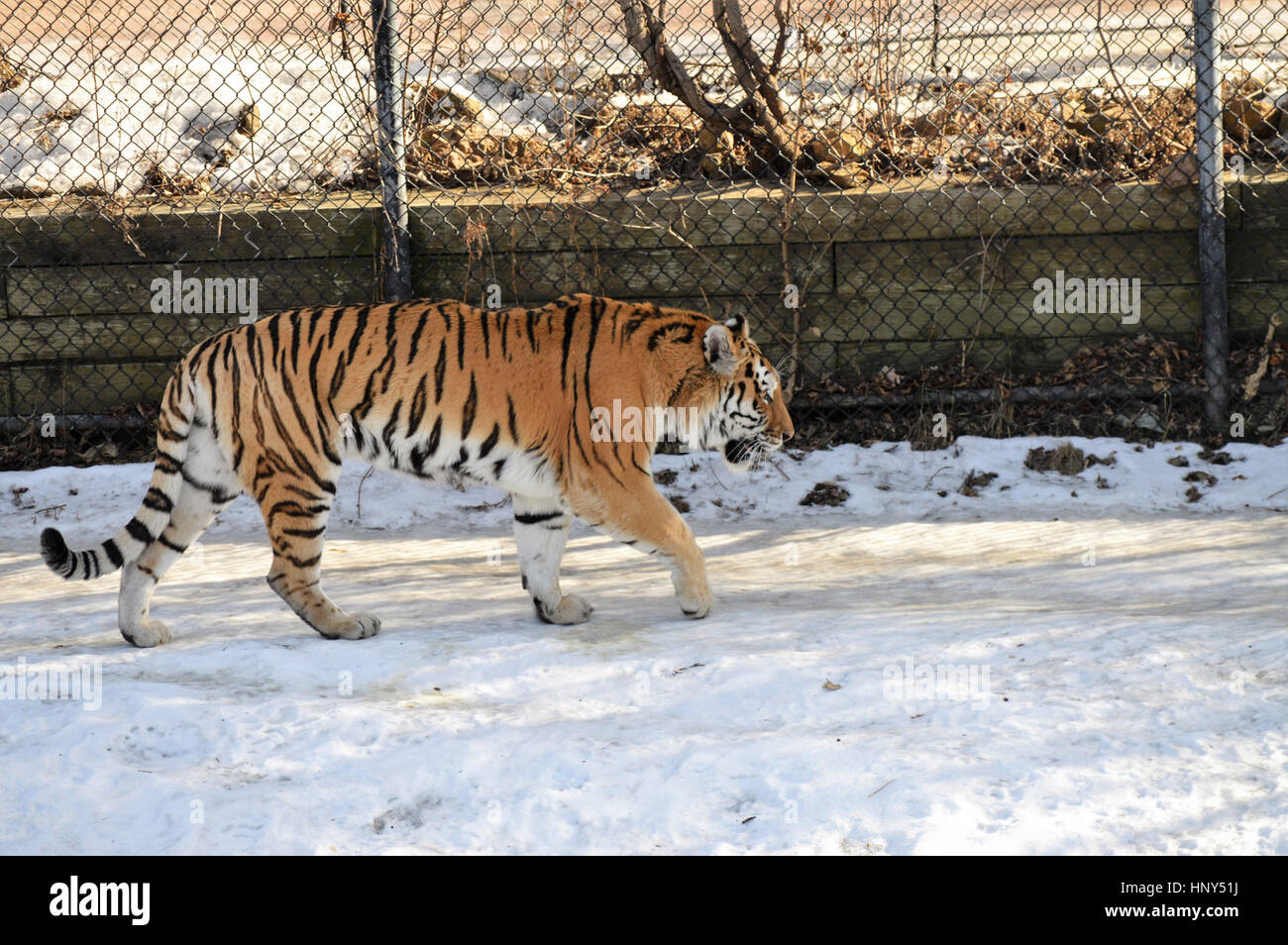 Tiger in the snow Stock Photo - Alamy