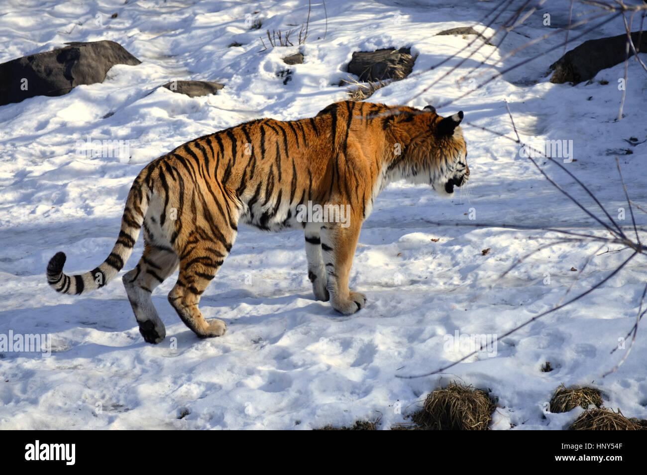 Tiger in the snow Stock Photo - Alamy