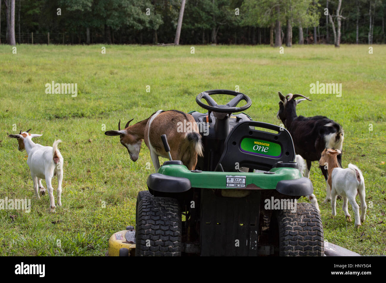 Goats on a Lawn Mower Stock Photo - Alamy