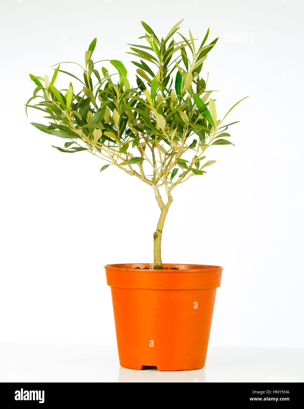 Olive tree in pot hi-res stock photography and images - Alamy