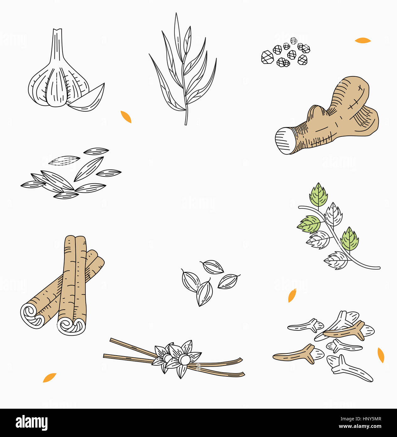 Various spices illustration hi-res stock photography and images - Alamy
