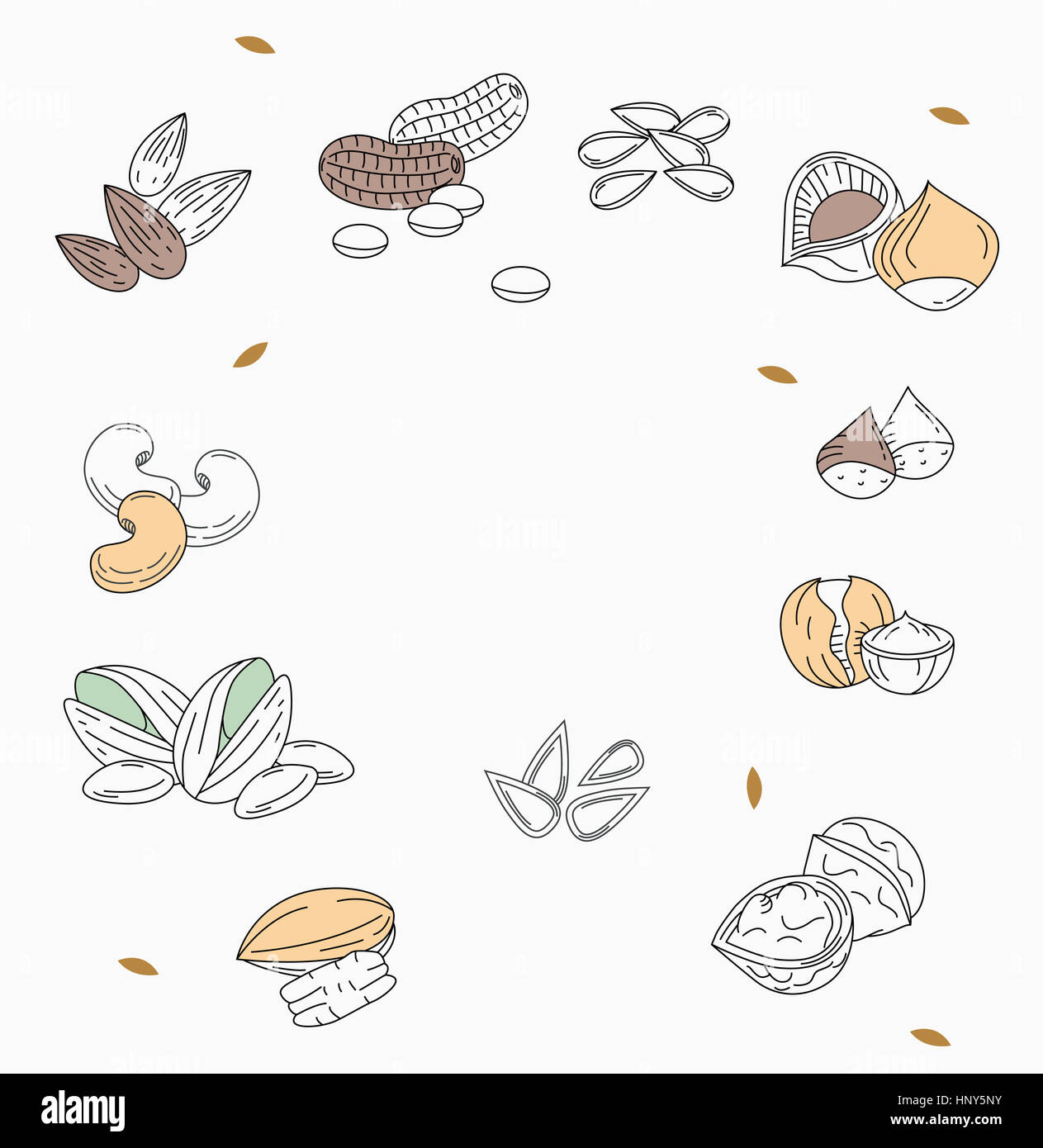 Drawing of various nuts Stock Photo - Alamy