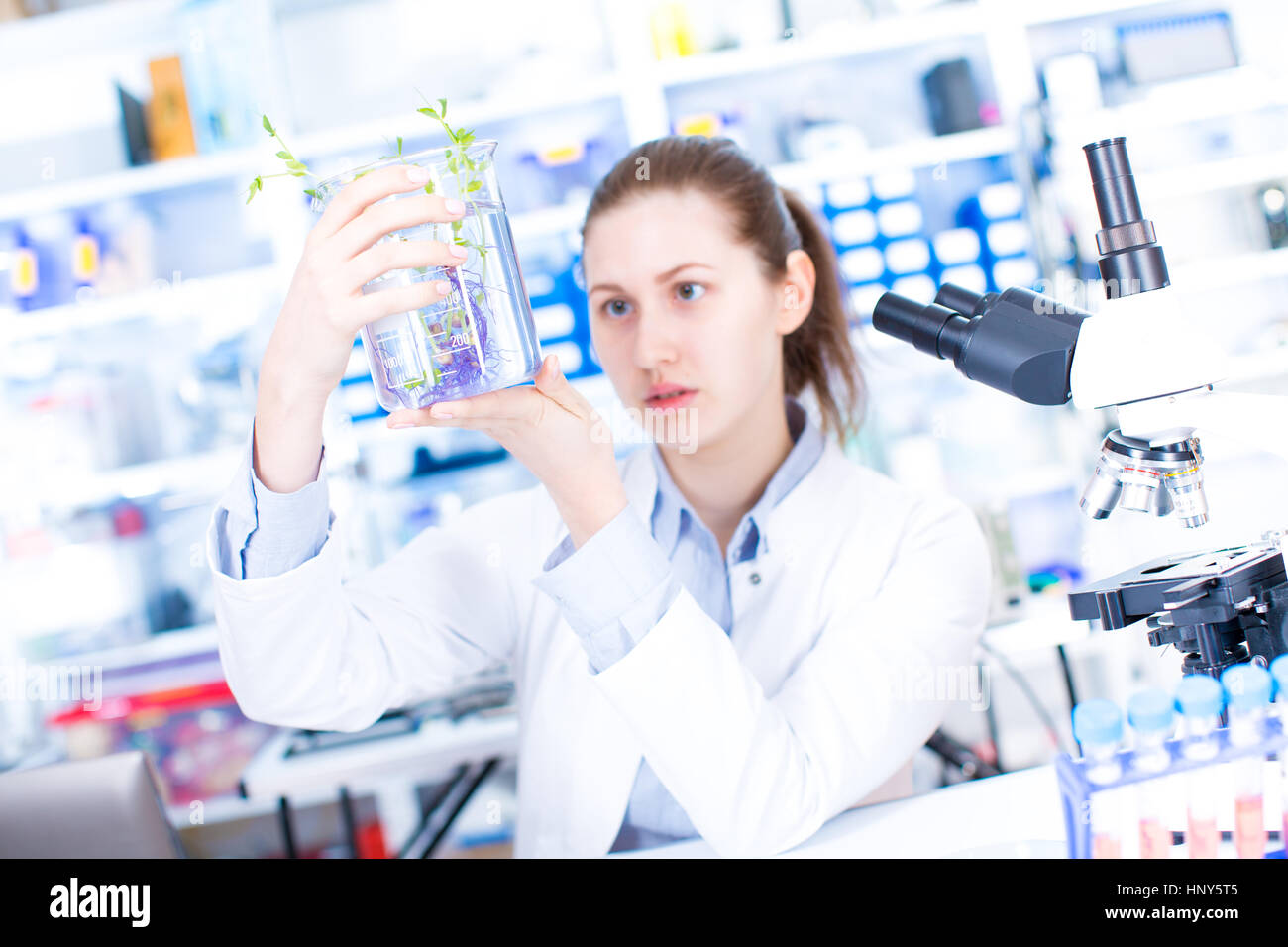 Woman science Assistant in laboratory with researsh GMO Plant Stock ...