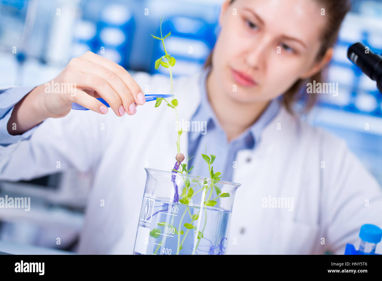 Woman science Assistant in laboratory with researsh GMO Plant Stock ...