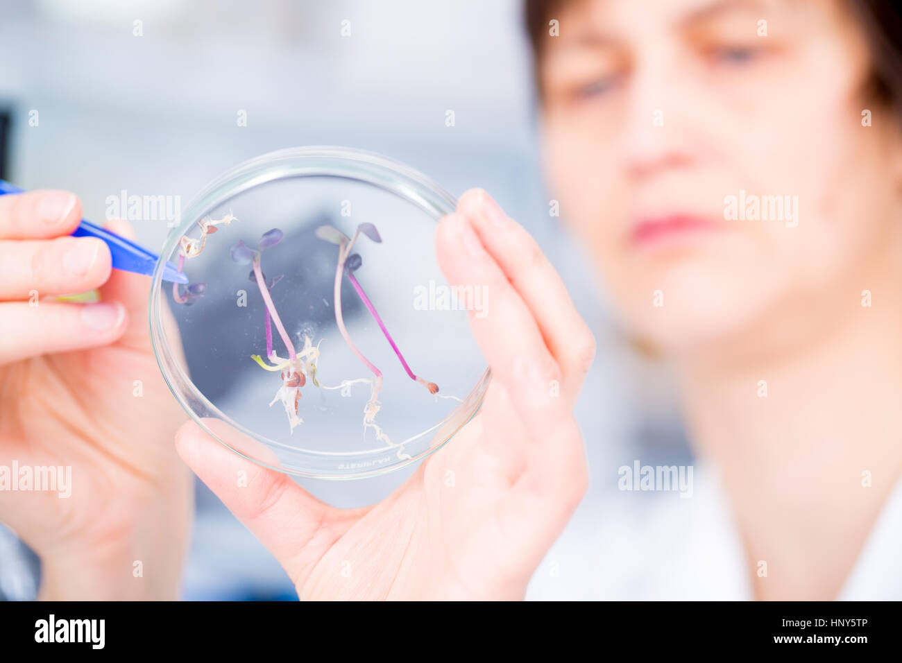 Woman science Assistant in laboratory with researsh GMO Plant Stock ...