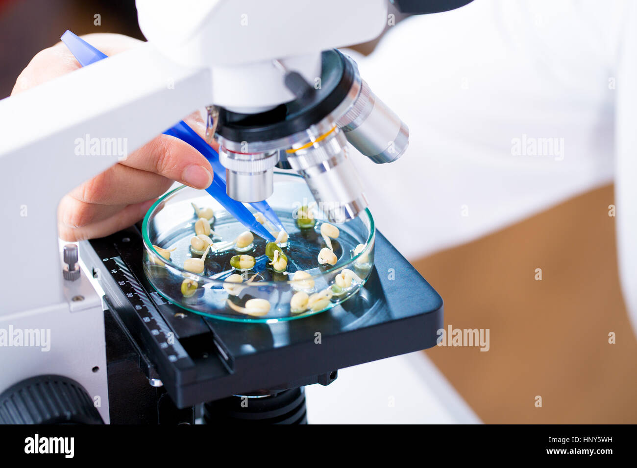 GMO plant researsh in genetic laboratory Stock Photo - Alamy