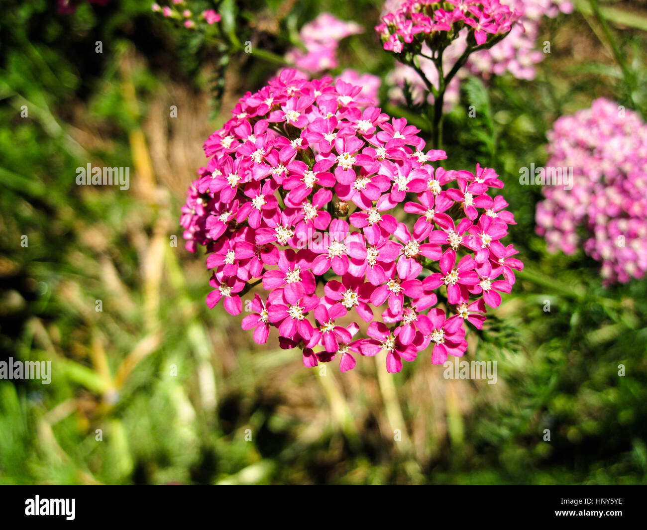 Little Susie Yarrow flower blossoms Stock Photo - Alamy