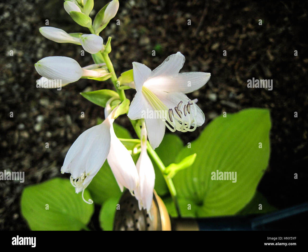 White Hosta Blossoms Stock Photo - Alamy