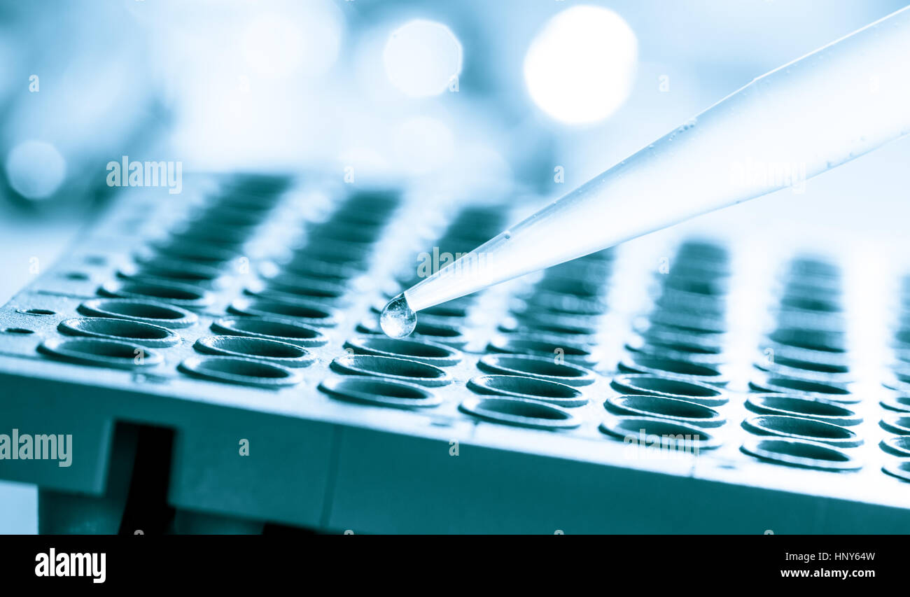 96 well plate for PCR processing, microbiological laboratory. Toned ...