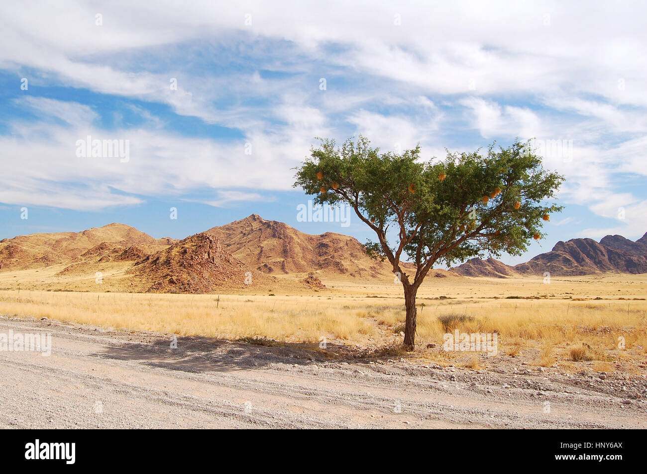 Typical Landscape in the desert of Namibia Stock Photo - Alamy