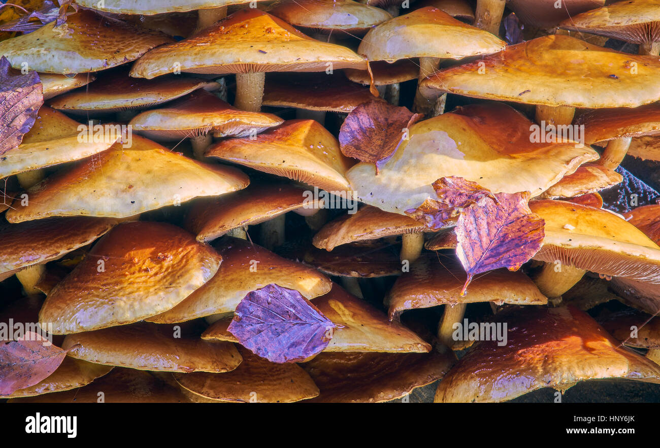 Fungus Clump Group Toadstools Fungi High Resolution Stock Photography ...
