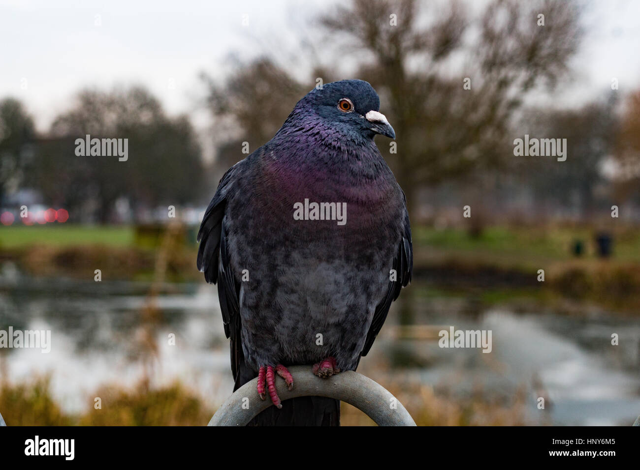 Disabled pigeon hi-res stock photography and images - Alamy