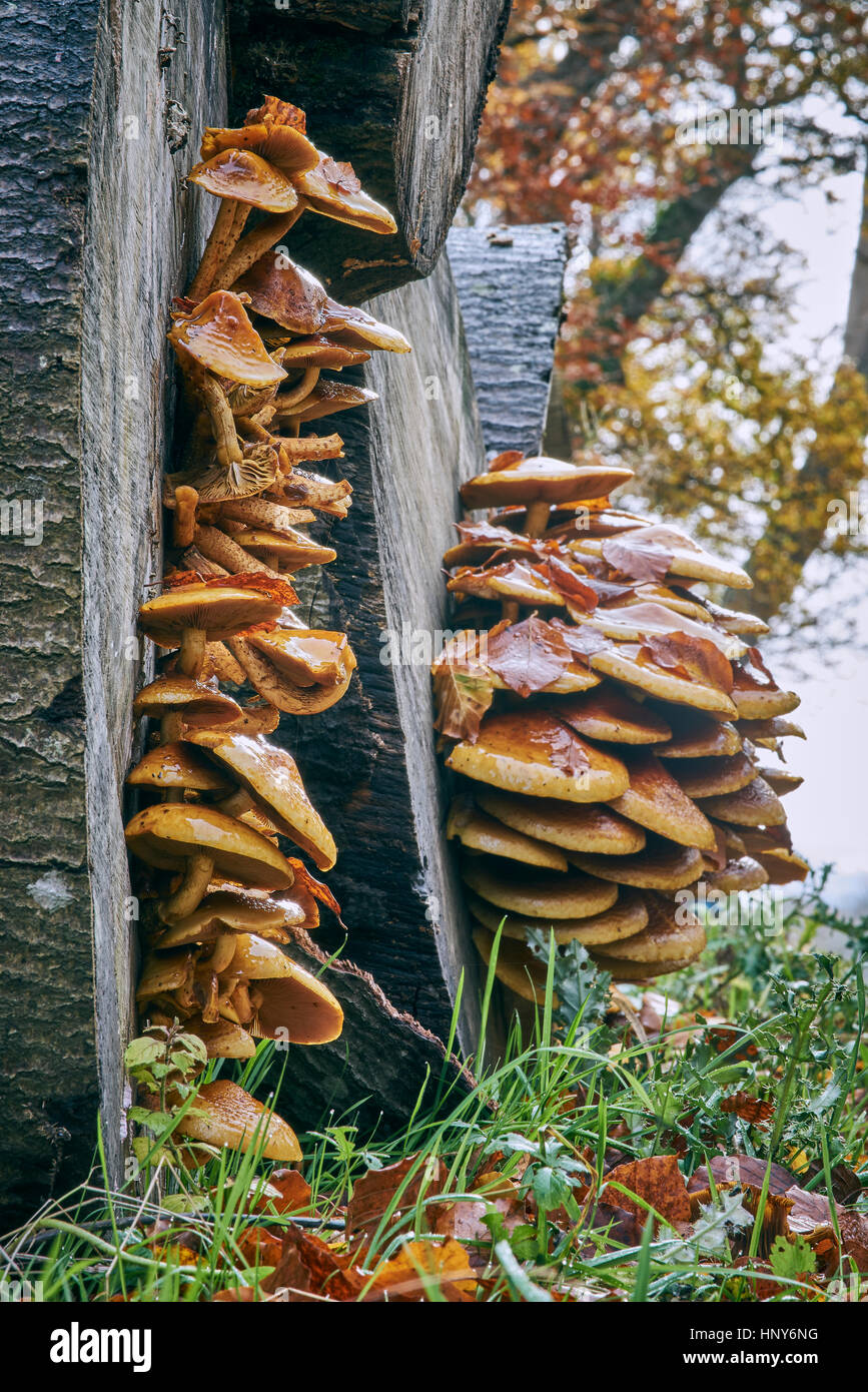 Toadstools growing out of cut tree stumps portrait view Stock Photo - Alamy