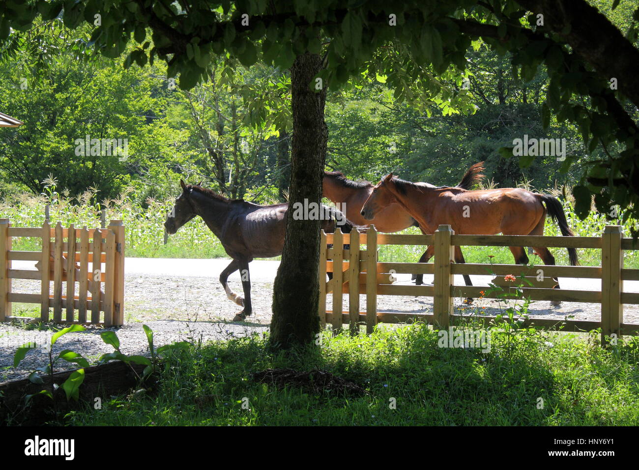 Horses on nature. walk in the park Stock Photo - Alamy
