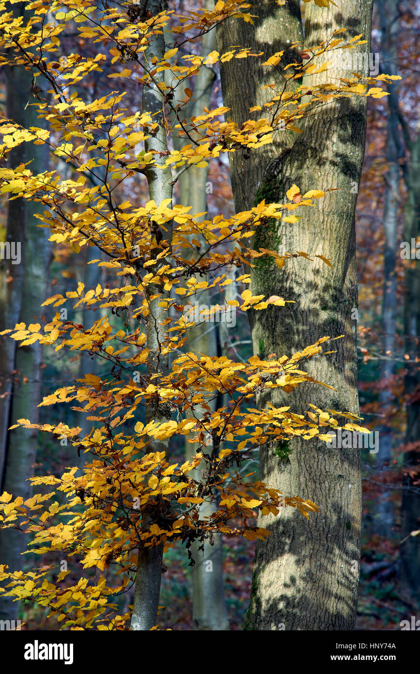 Beech tree in golden autumn foliage, woodland Stock Photo - Alamy
