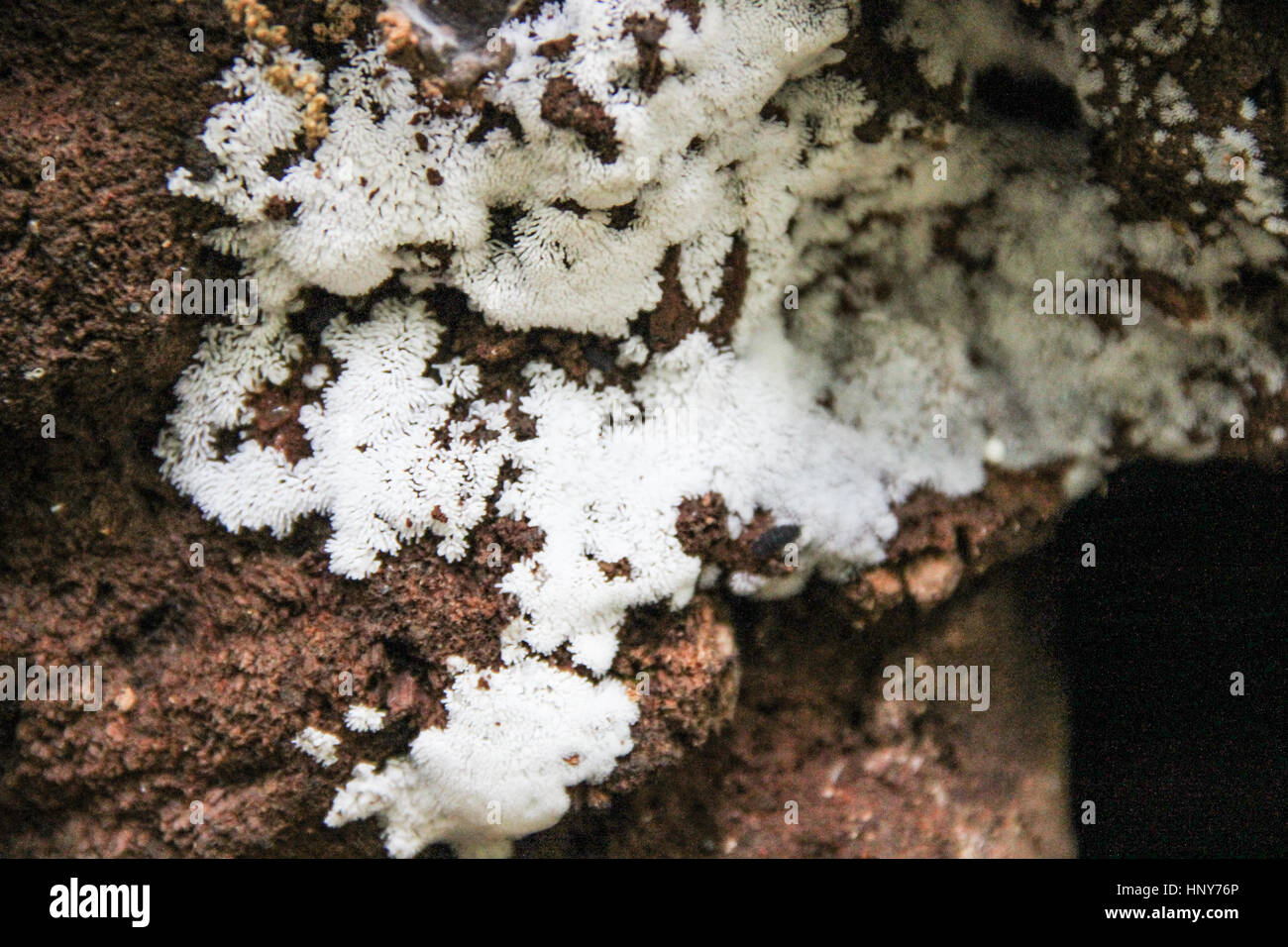 White mold hi-res stock photography and images - Alamy