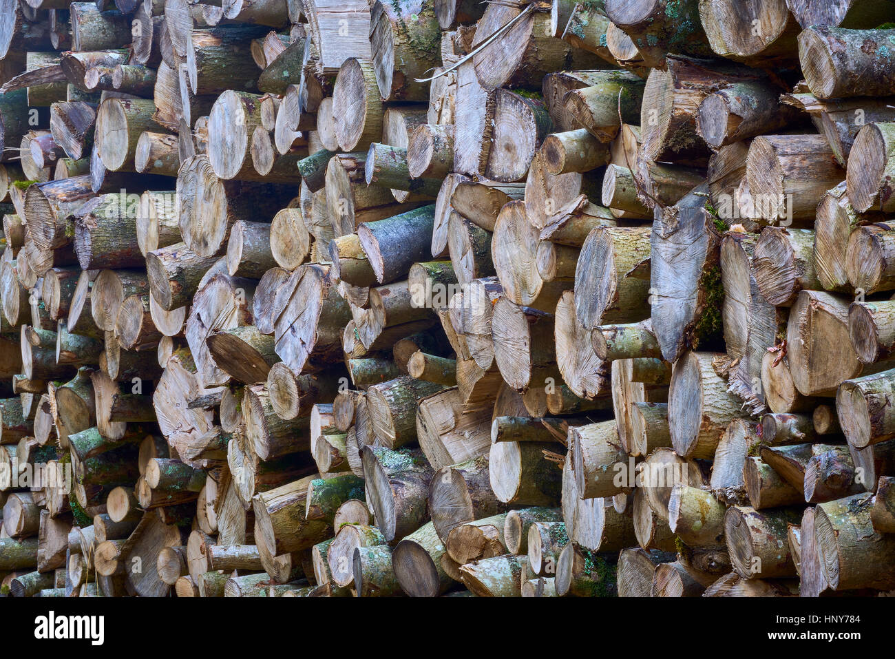 Stockpile of logs hi-res stock photography and images - Alamy