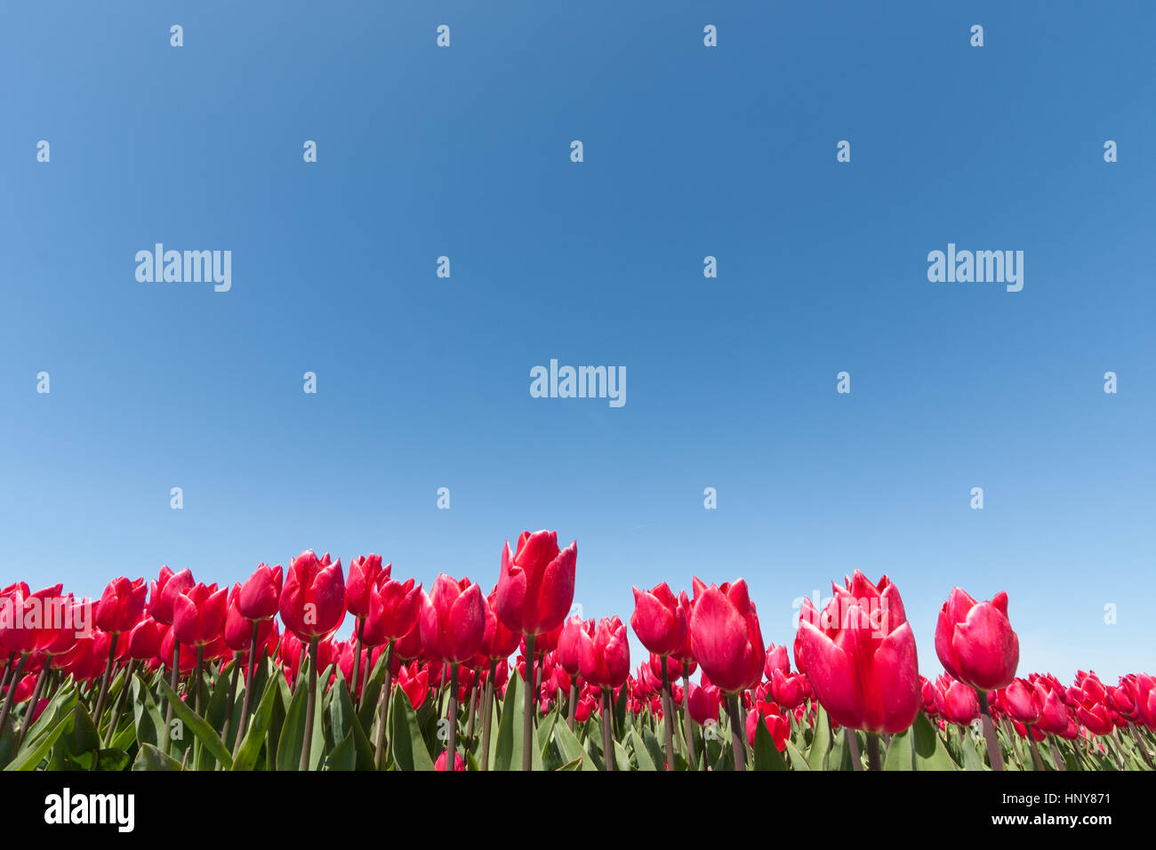 Beautiful bouquet of tulips. colorful tulips. tulips in spring sun ...