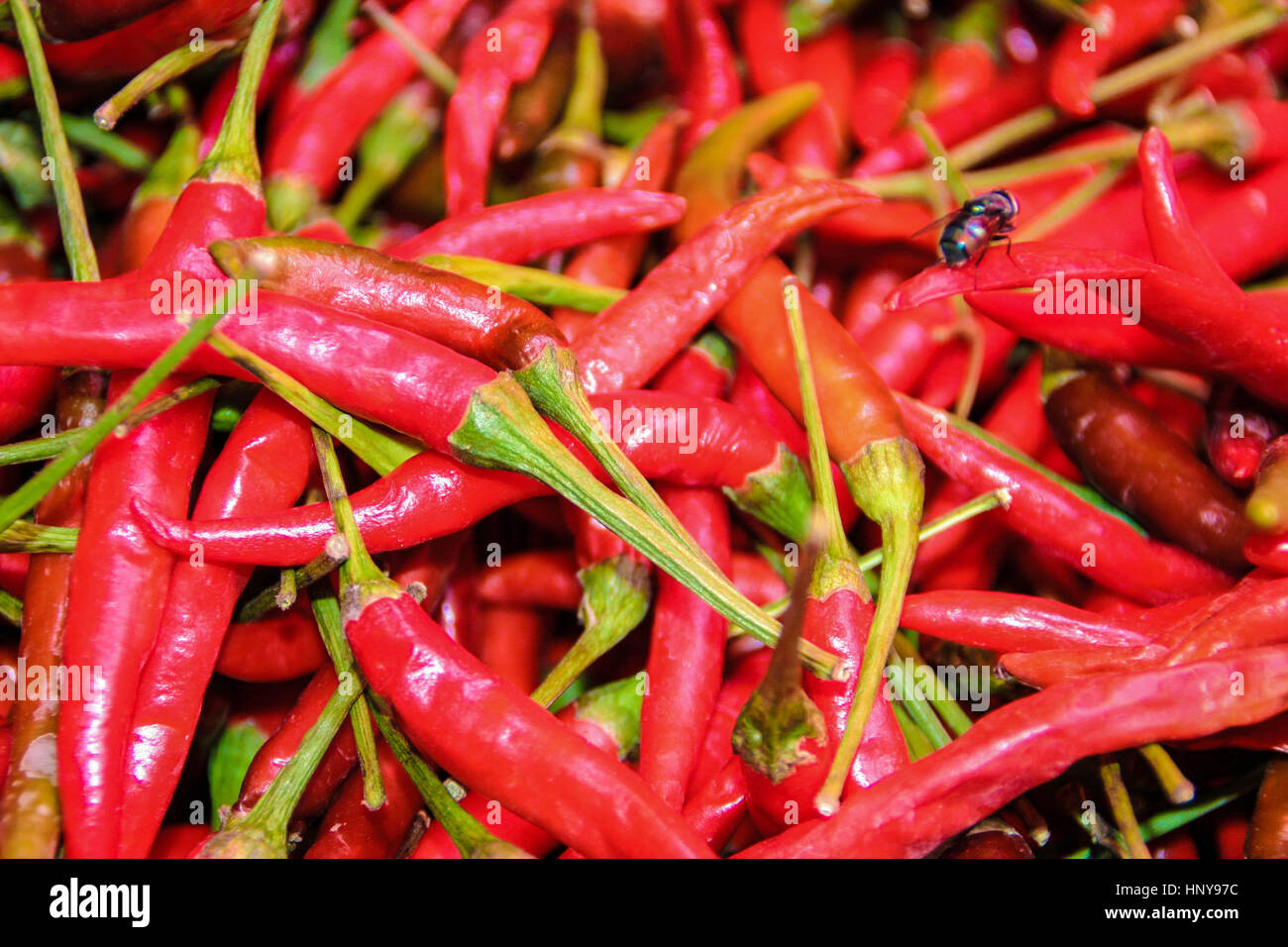 Vibrant red hot chilli with fly insect sitting on one Stock Photo - Alamy